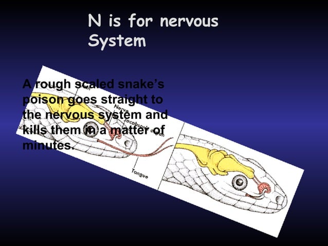 Zbds 2nd Period | PPT | Infertility | Reproductive Health