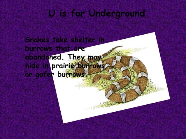 Zbds 2nd Period | PPT | Infertility | Reproductive Health