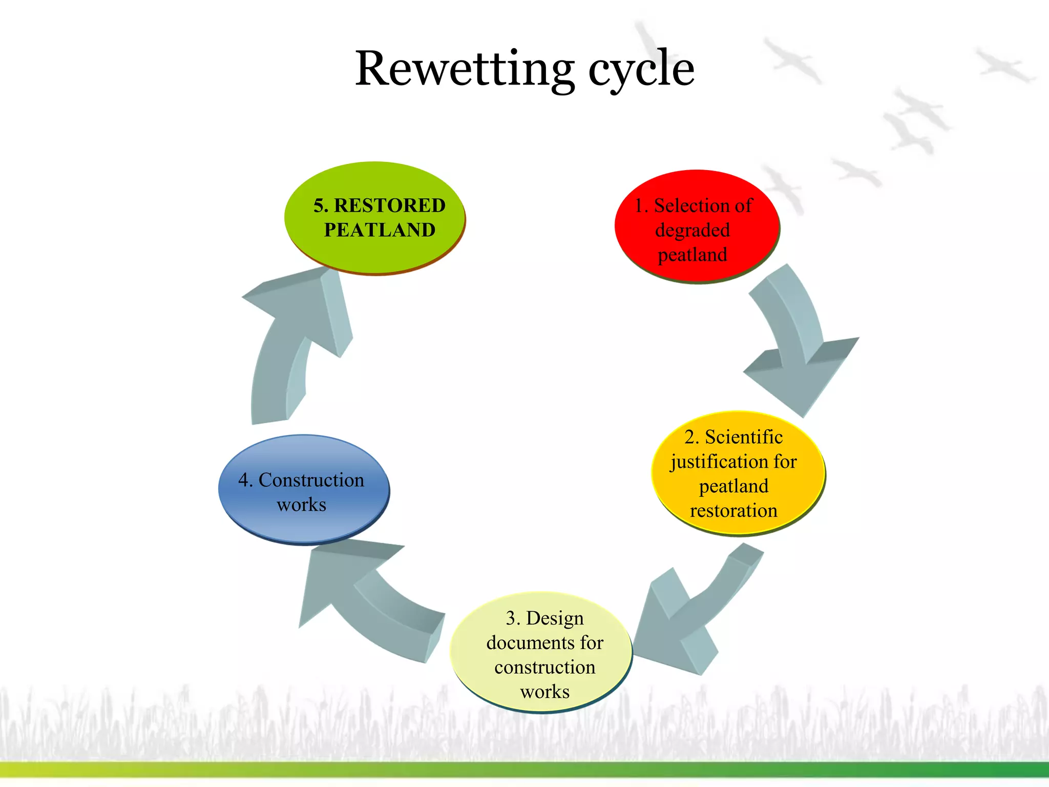 Peatland rewetting for carbon credits – Experience from Belarus | PDF
