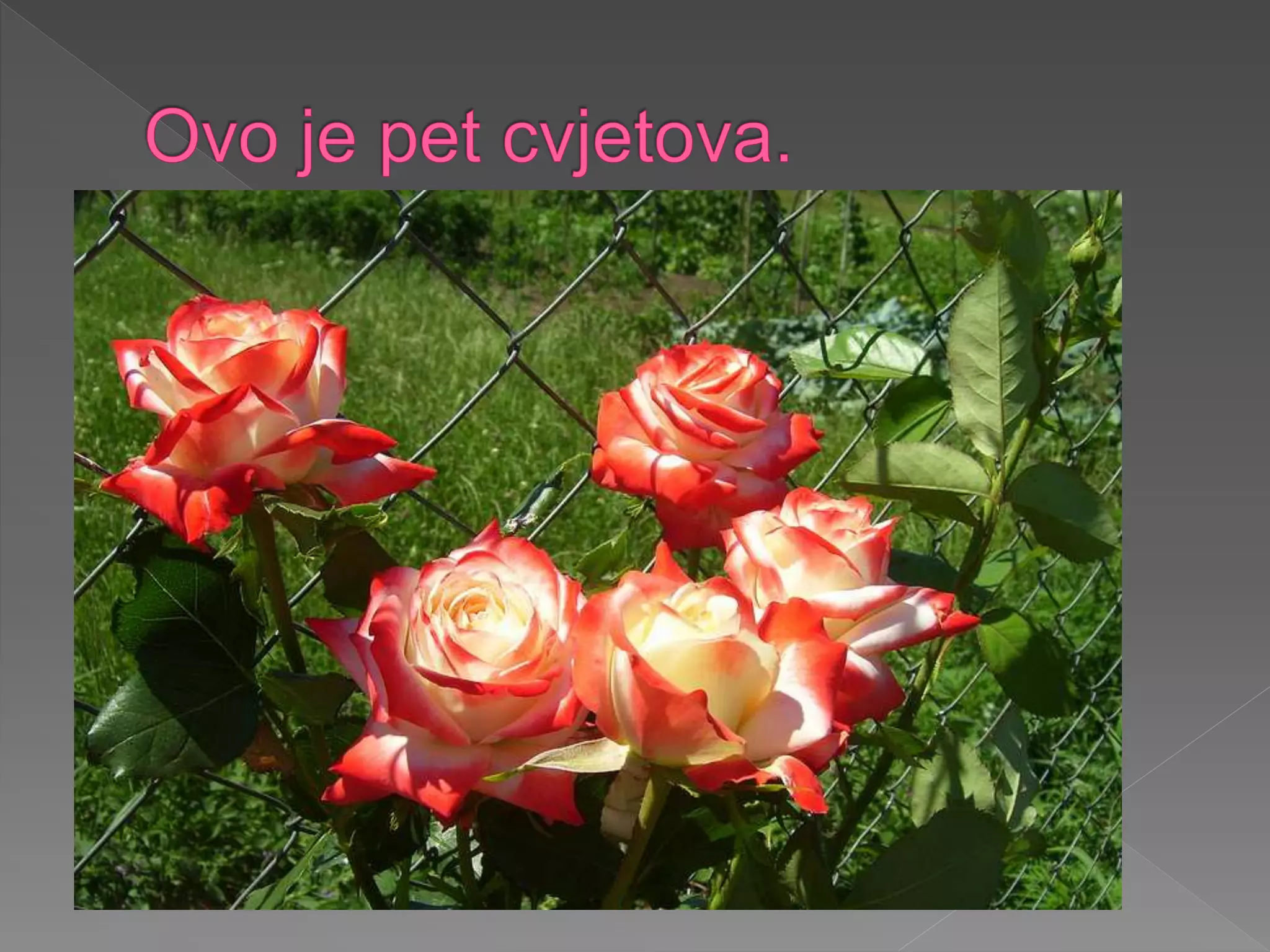 Zbirne imenice | PPT