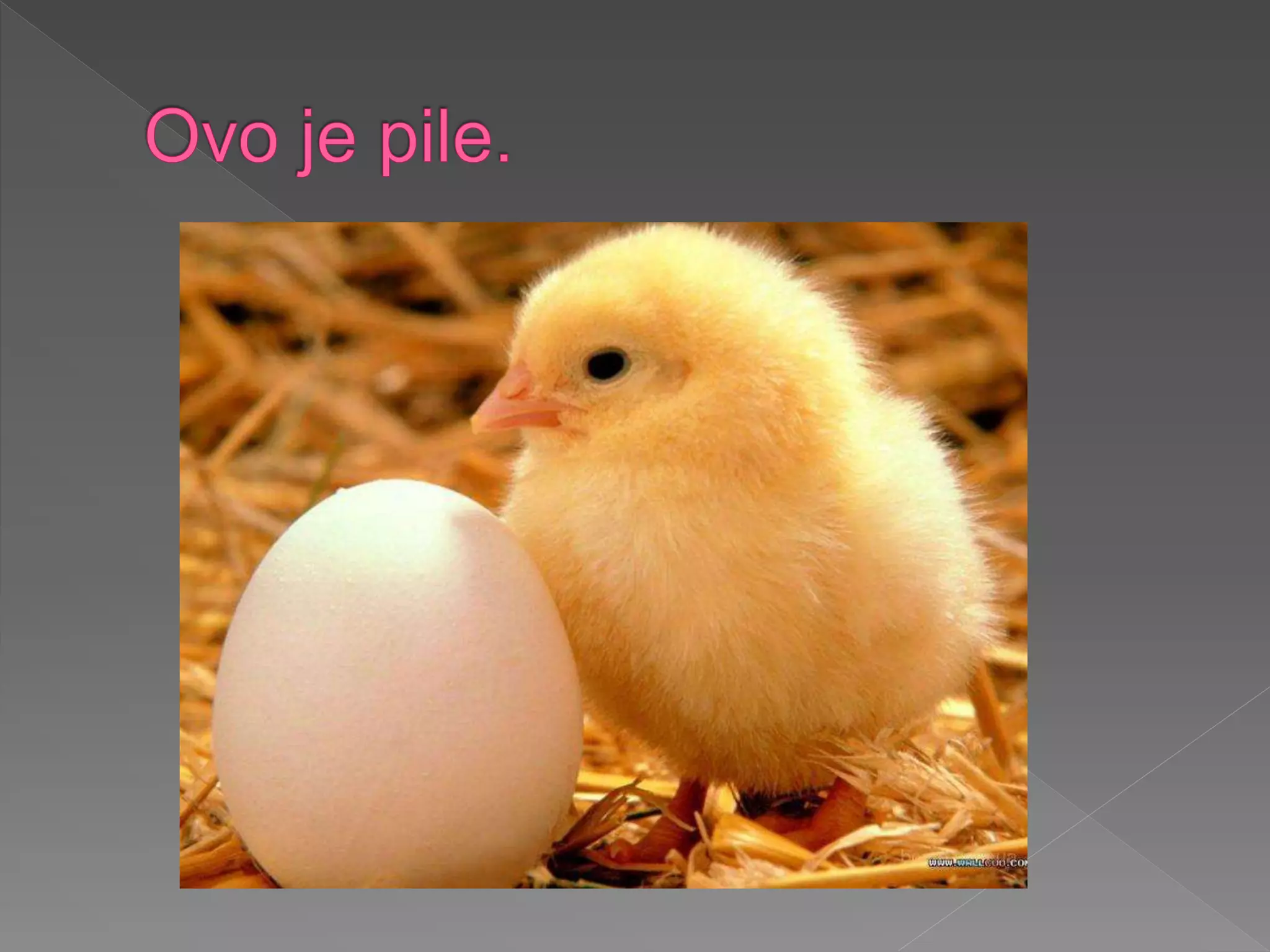 Zbirne imenice | PPT