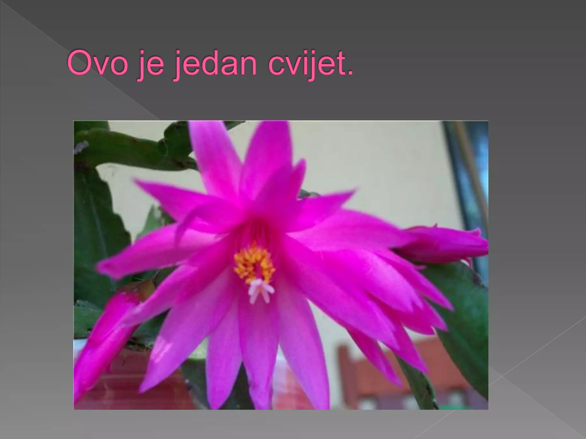 Zbirne imenice | PPT