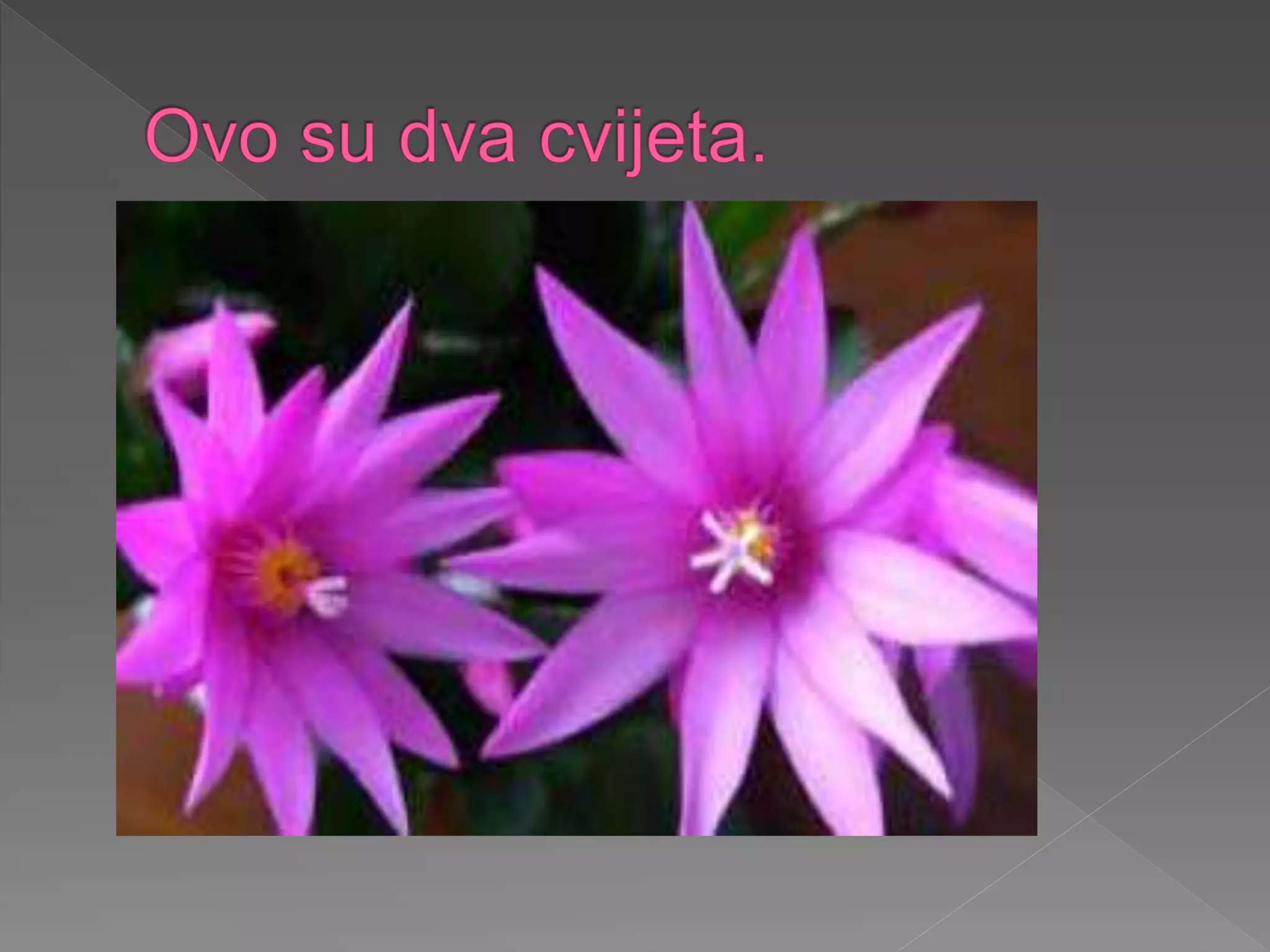 Zbirne imenice | PPT