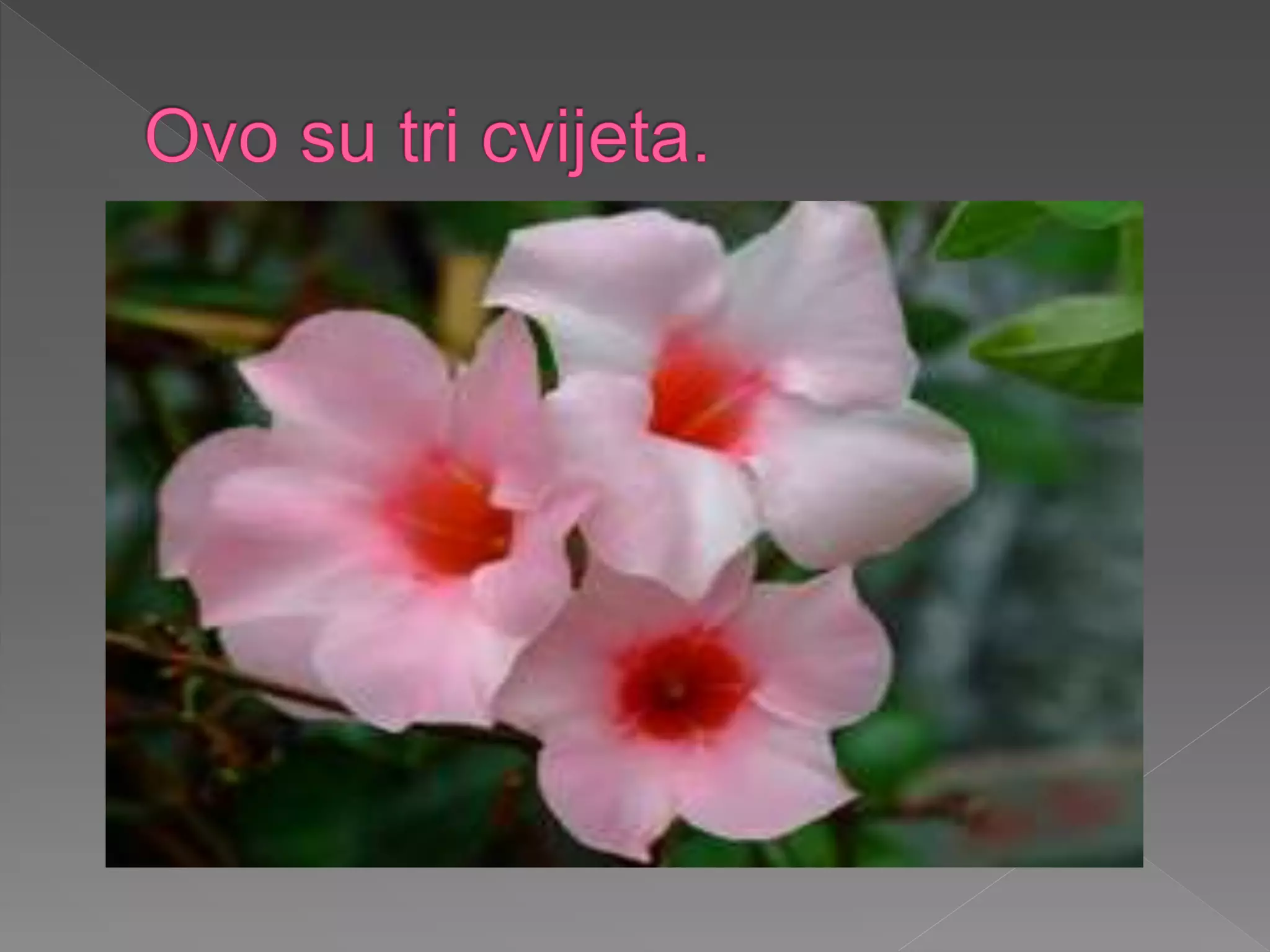 Zbirne imenice | PPT