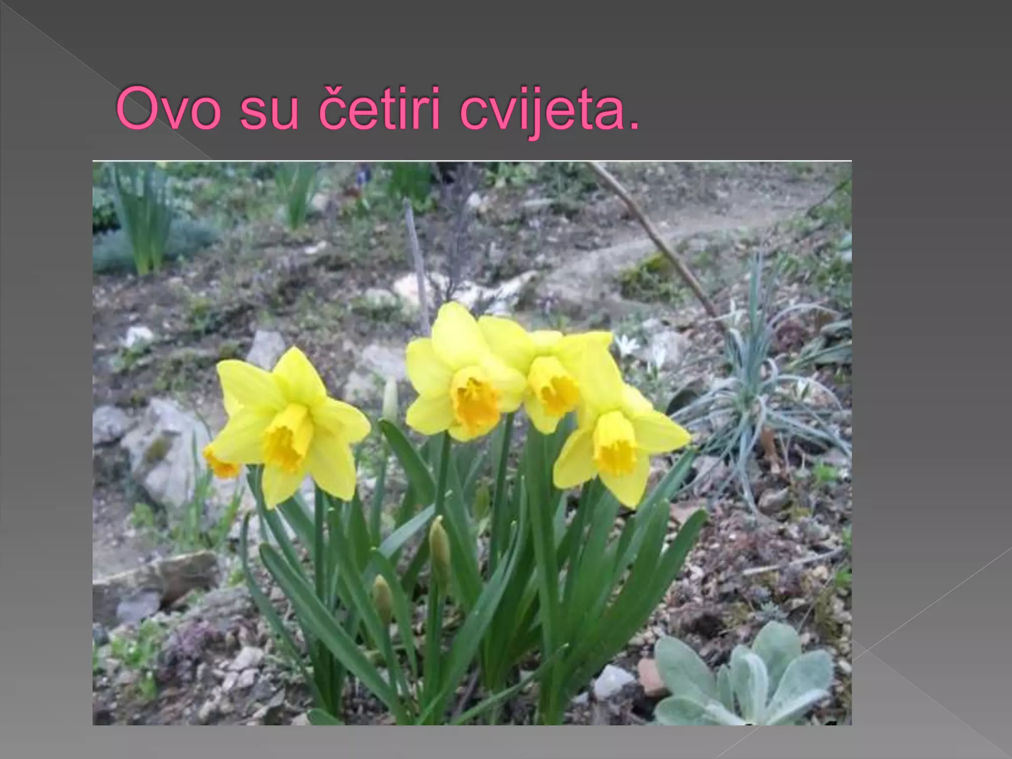 Zbirne imenice | PPT