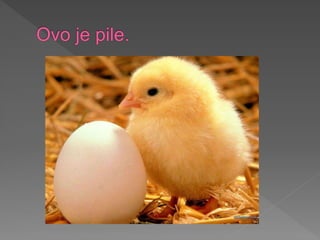 Zbirne imenice | PPT