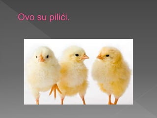 Zbirne imenice | PPT