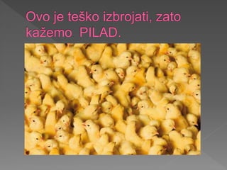 Zbirne imenice | PPT