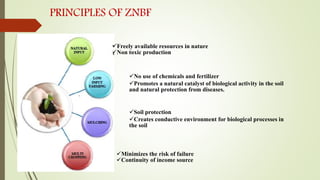 Zbnf ppt | PPTX