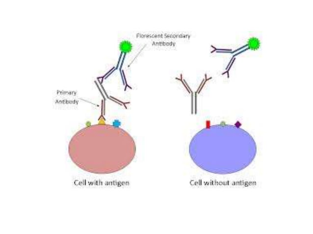 Antibody_Antigen_Reactions.pptx antigen antibody reactions | PPTX