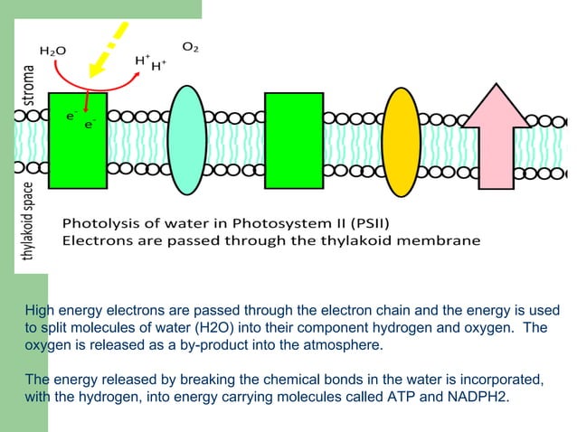 RHS Level 2 Certificate Week 10 overview | PPT