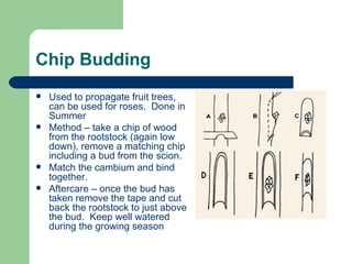 RHS Level 2 Certificate Year 1 Week 16 | PPT | Gardening | Home & Garden