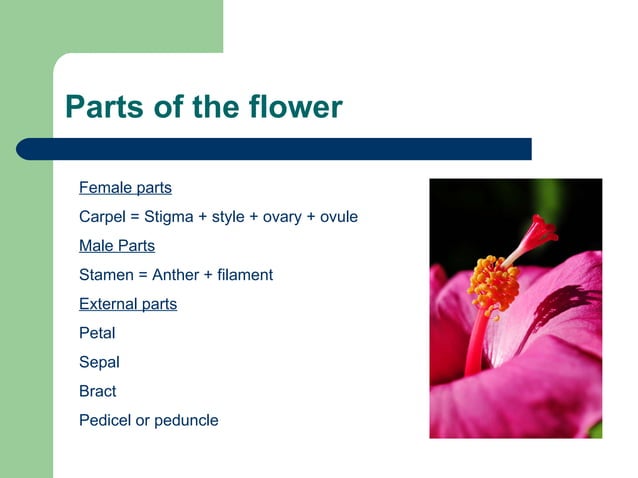 RHS Level 2 Certificate Week 6 | PPT | Gardening | Home & Garden