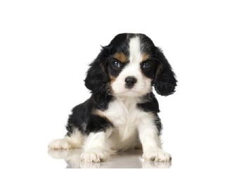 Zdreanta Tudor Arghezi | PPT