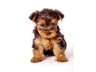 Zdreanta Tudor Arghezi | PPS