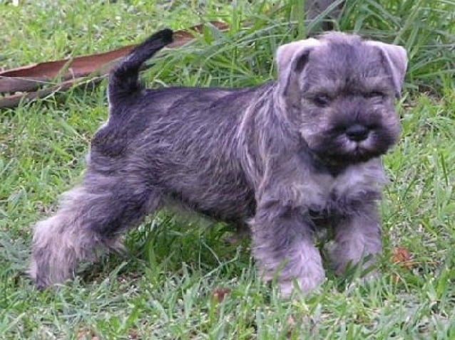 Zdreanta Tudor Arghezi | PPS