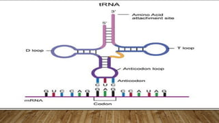 Structure and biological properties of RNA.pptx