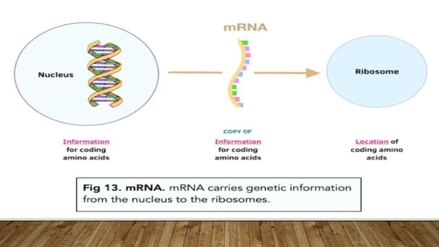 Structure and biological properties of RNA.pptx