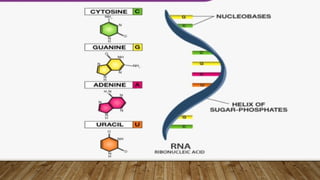 Structure and biological properties of RNA.pptx