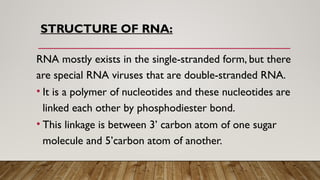 Structure and biological properties of RNA.pptx