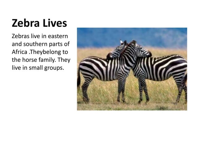 Zebra | PPT