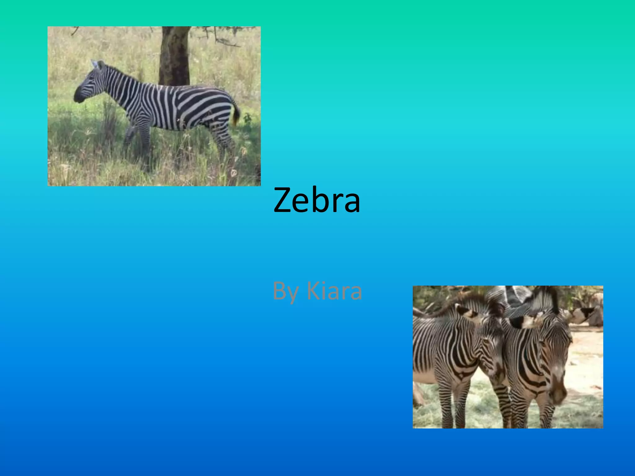 Zebra by Kiara | PPT