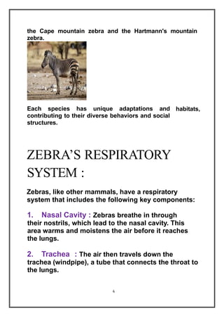 zebra and its respiratory systemand explanation | PPTX