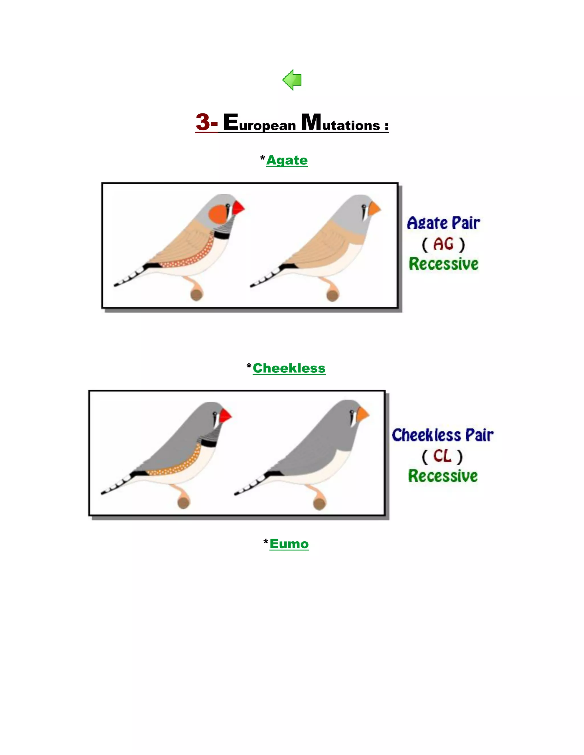 Zebra Finch Mutations