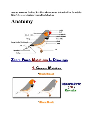 Zebra Finch Mutations Poster