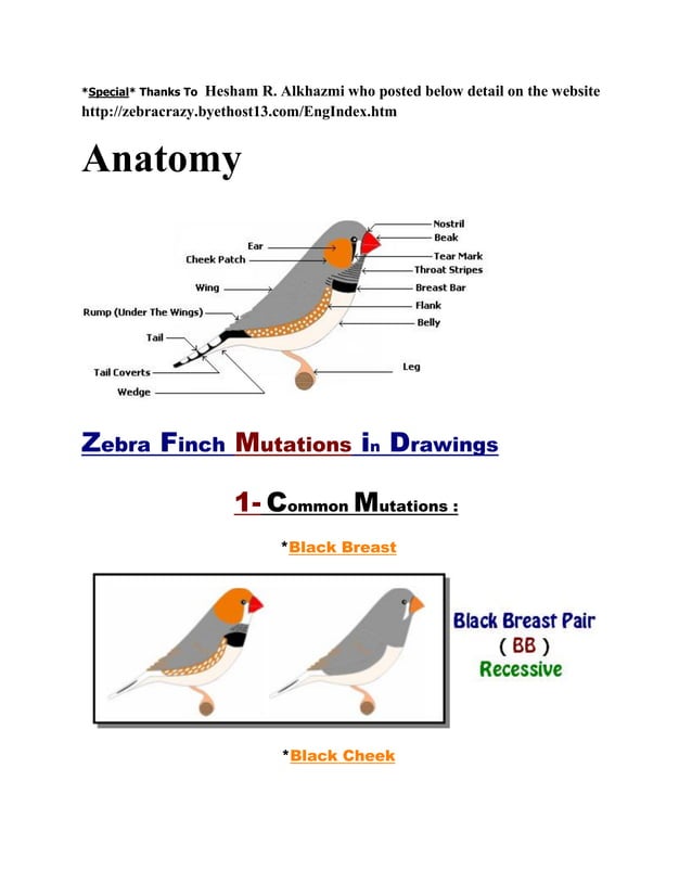 Zebra Finch Mutations Poster