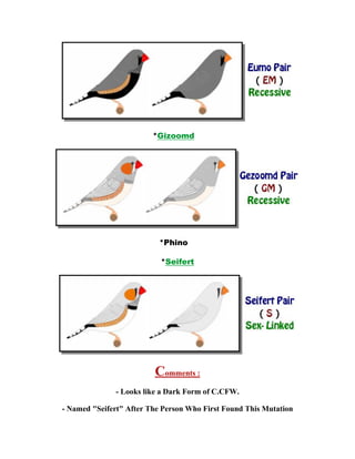 Zebra Finch Mutations Poster