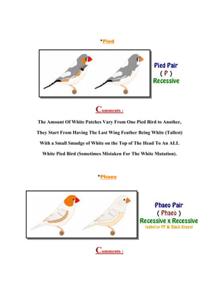 Zebra Finch Mutations Poster