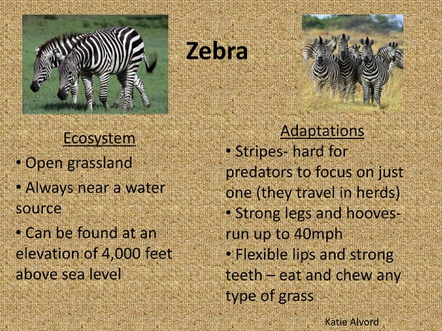 Zebra alvord | PPT