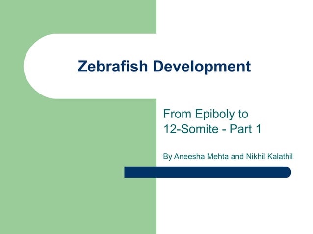 Zebrafish day 2 part 1 | PPT