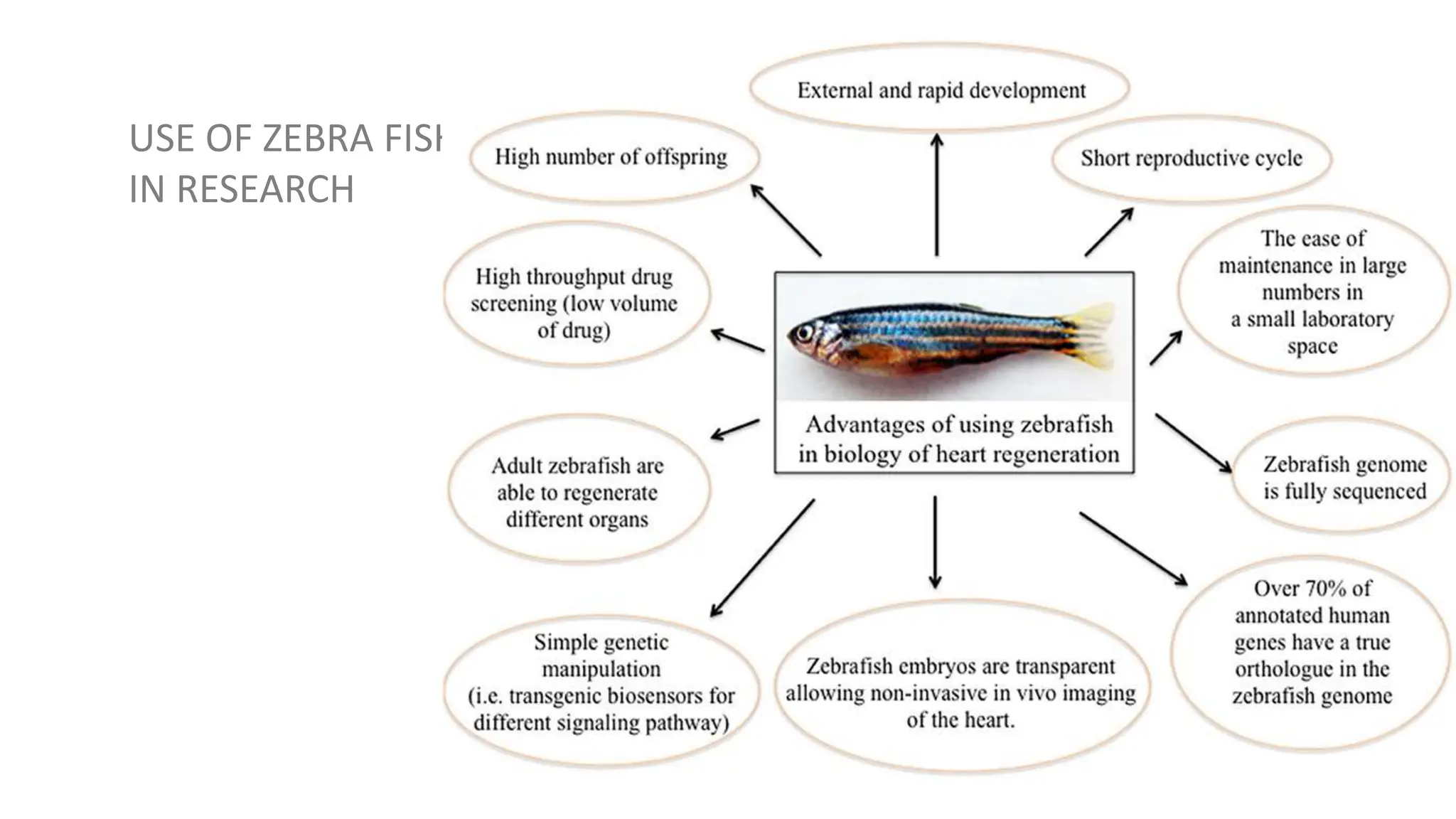 ZEBRA FISH: as model organism.pptx