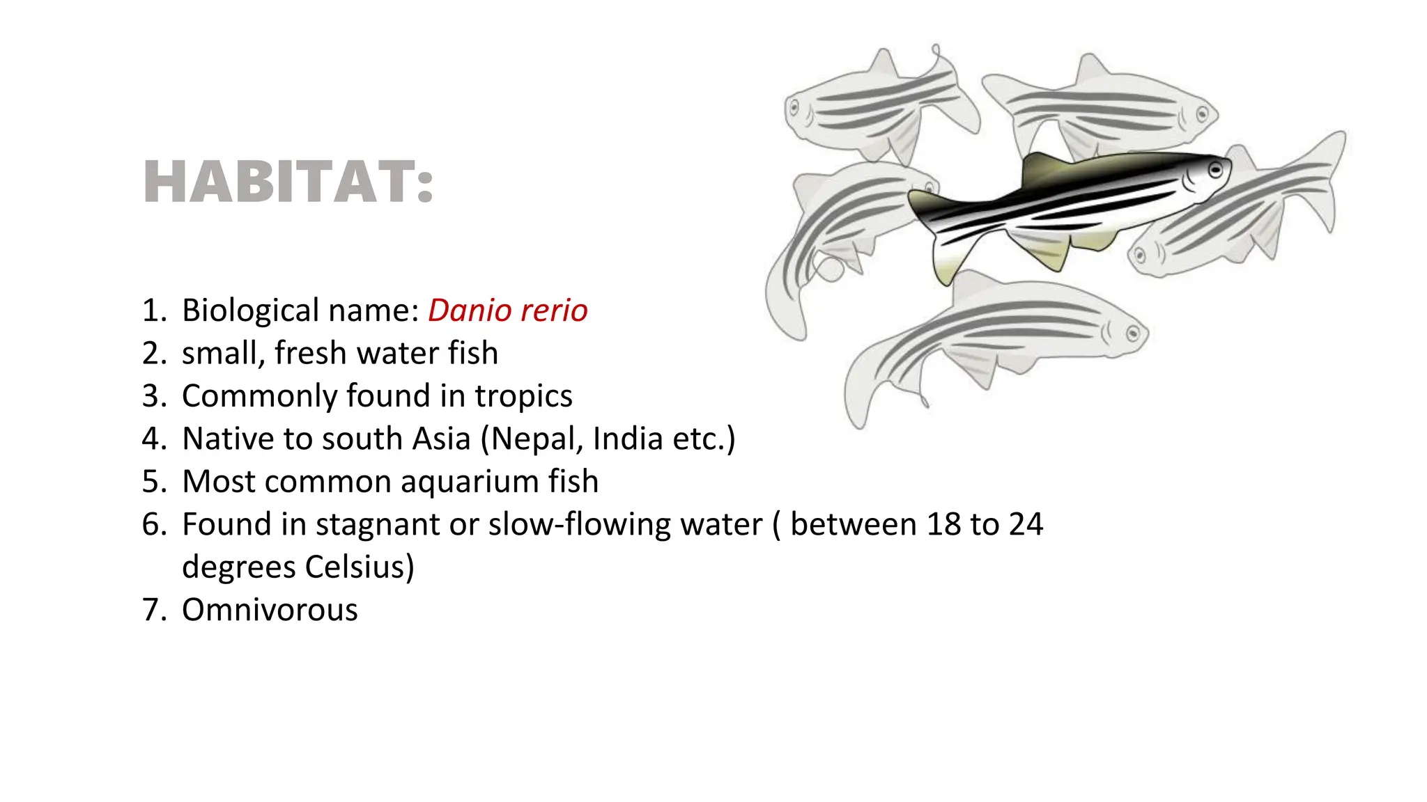 ZEBRA FISH: as model organism.pptx