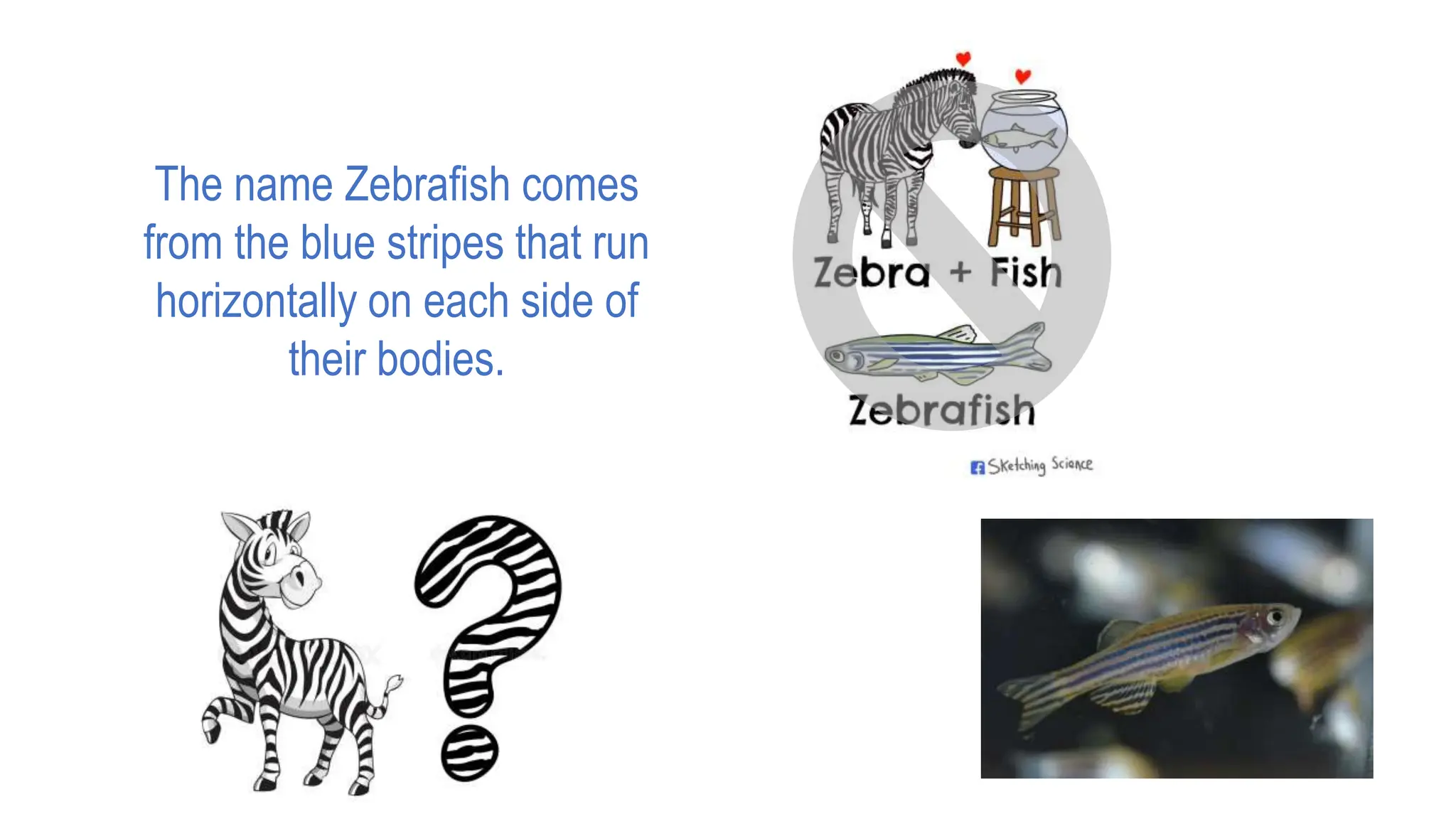 ZEBRA FISH: as model organism.pptx