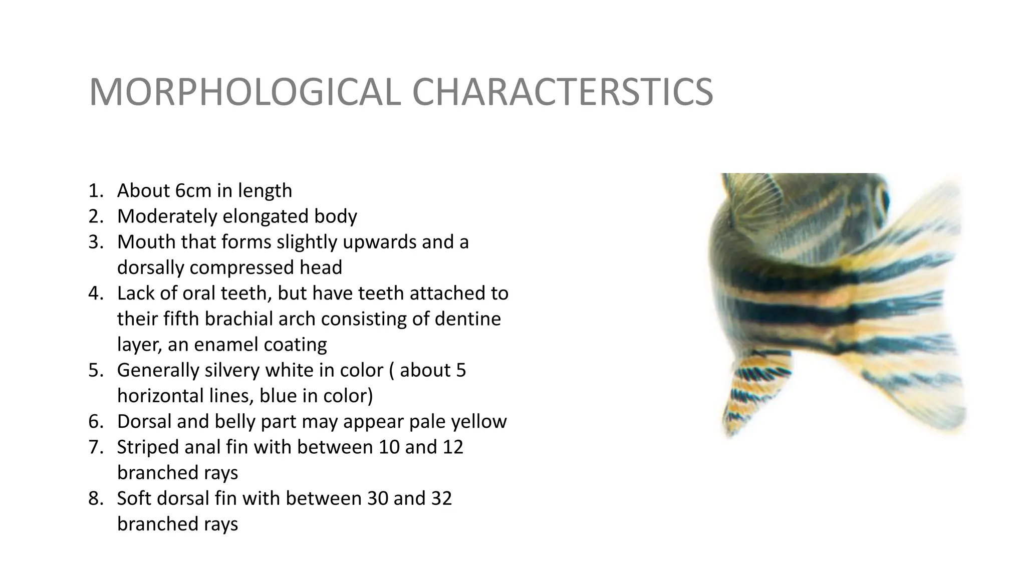 ZEBRA FISH: as model organism.pptx