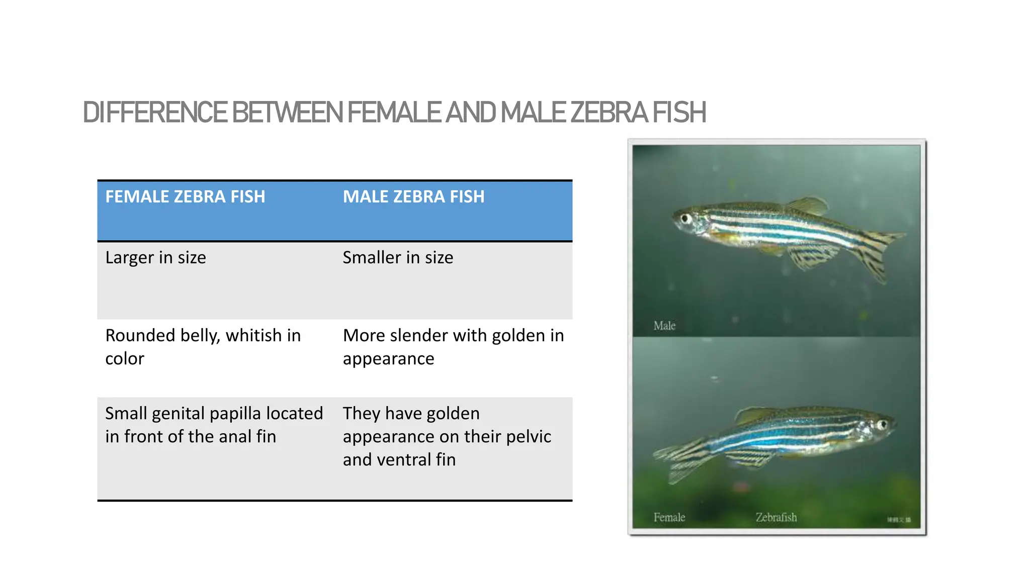 ZEBRA FISH: as model organism.pptx