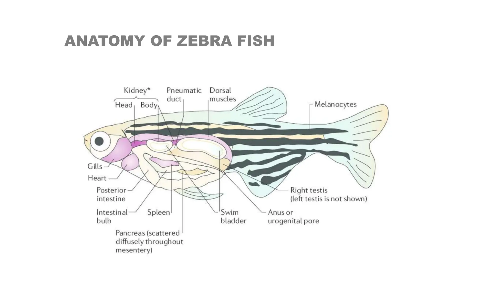 ZEBRA FISH: as model organism.pptx
