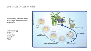 ZEBRA FISH: as model organism.pptx