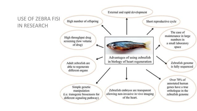 ZEBRA FISH: as model organism.pptx | Fish and Aquariums | Pets