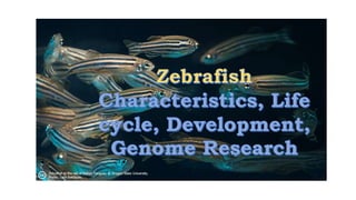 ZEBRA FISH: as model organism.pptx