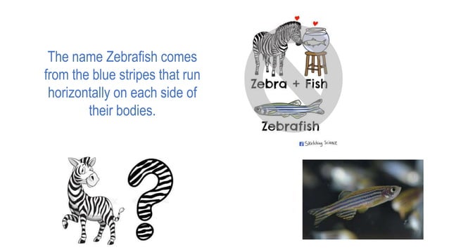 ZEBRA FISH: as model organism.pptx | Fish and Aquariums | Pets