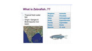 ZEBRA FISH: as model organism.pptx