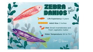 ZEBRA FISH: as model organism.pptx