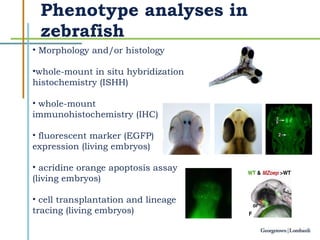 Zebrafish | PPT