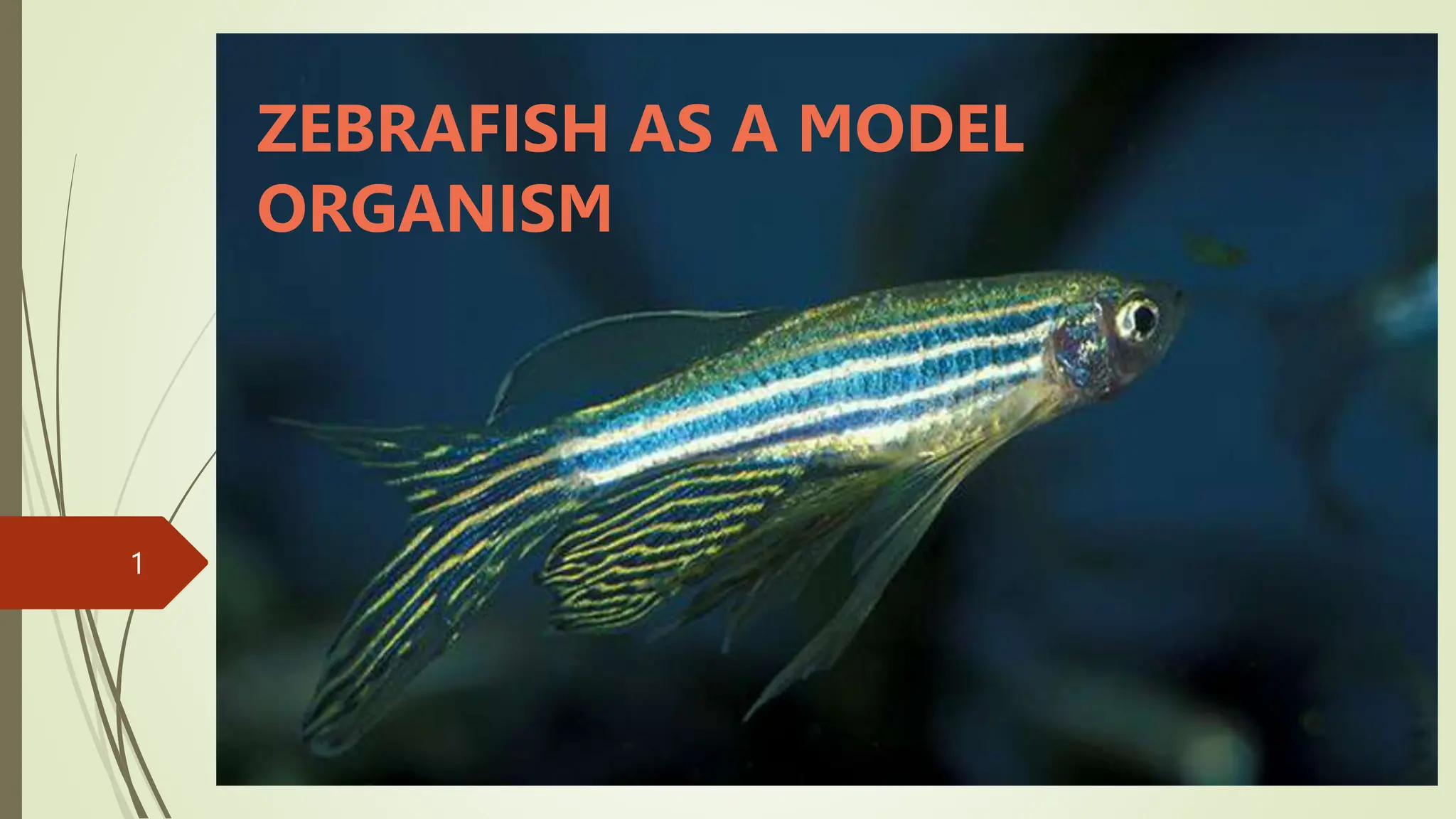 Zebrafish as a Model Organism.pptx