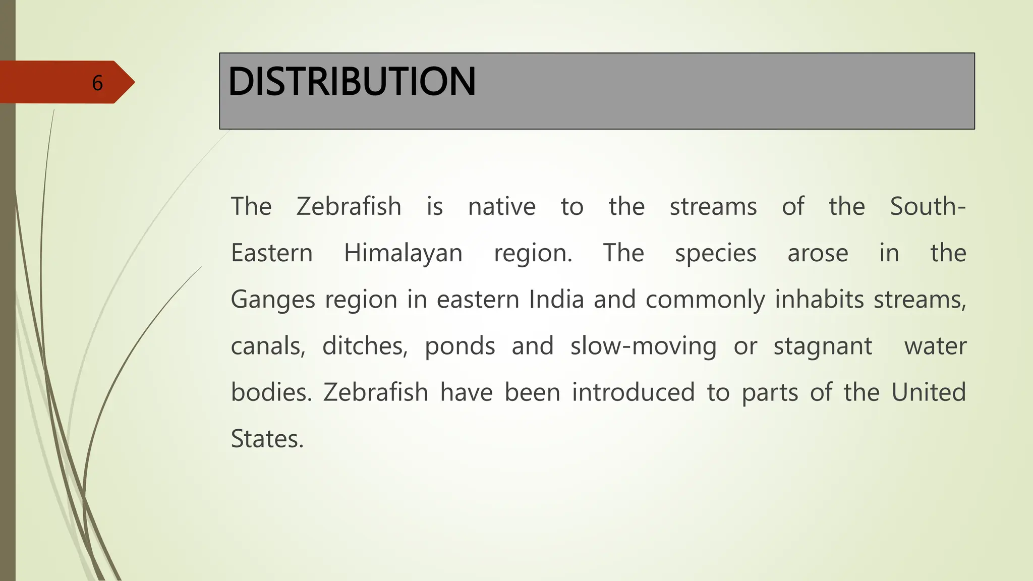 Zebrafish as a Model Organism.pptx