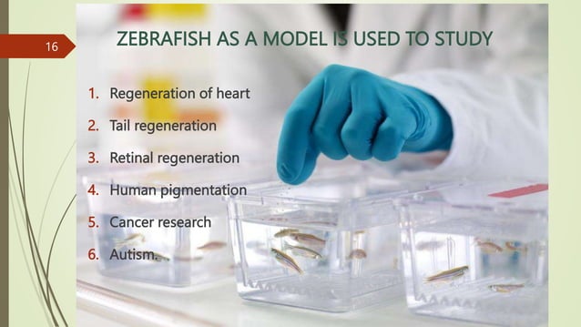 Zebrafish as a Model Organism.pptx